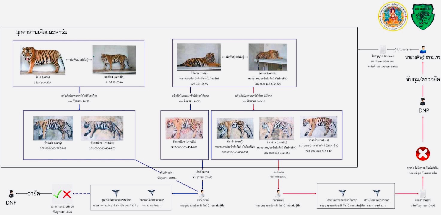 Five tiger offspring seized from a zoo in the Northeast as being ...