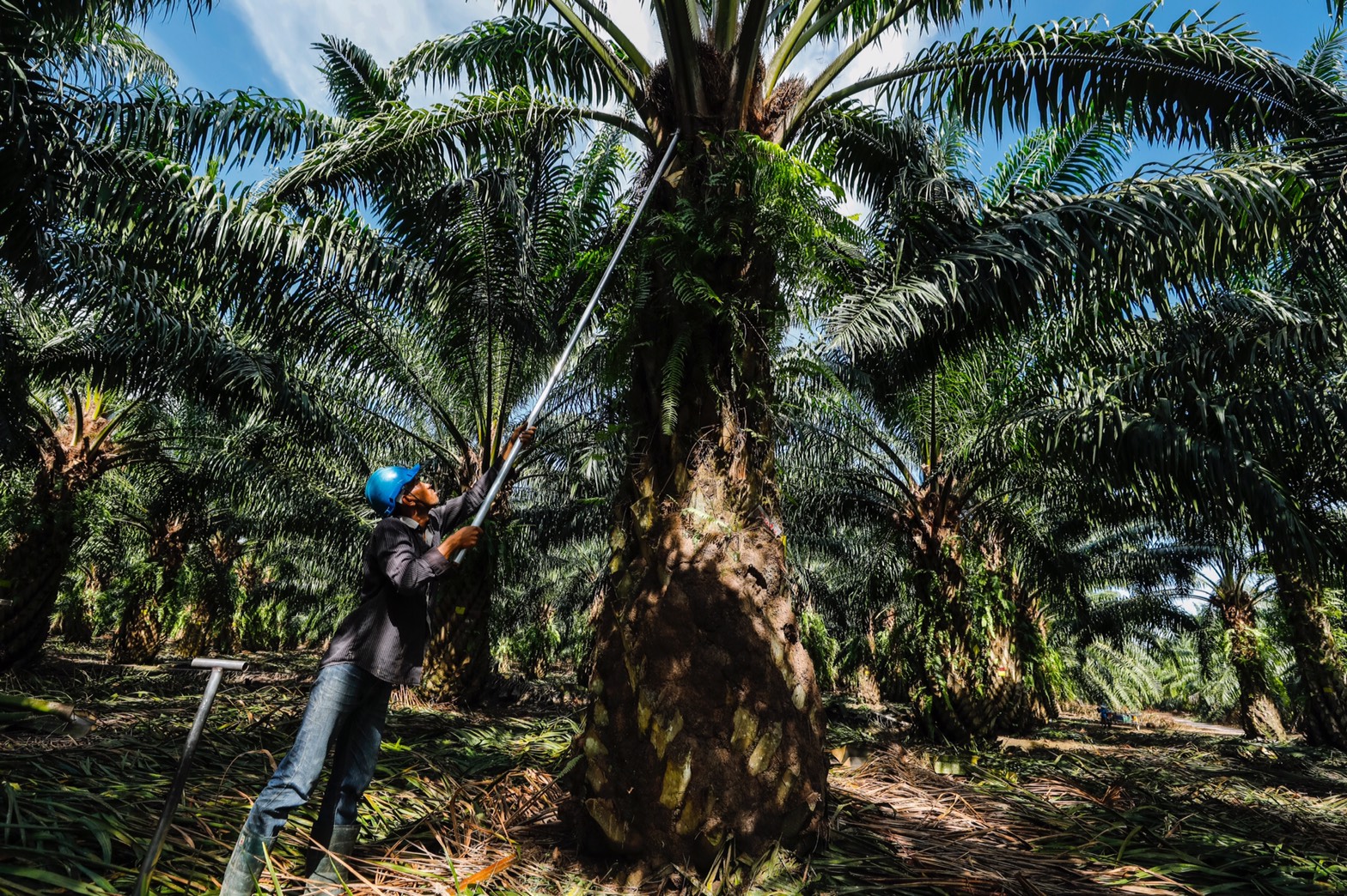 More of policy support and farm management empowerment needed to boost ...
