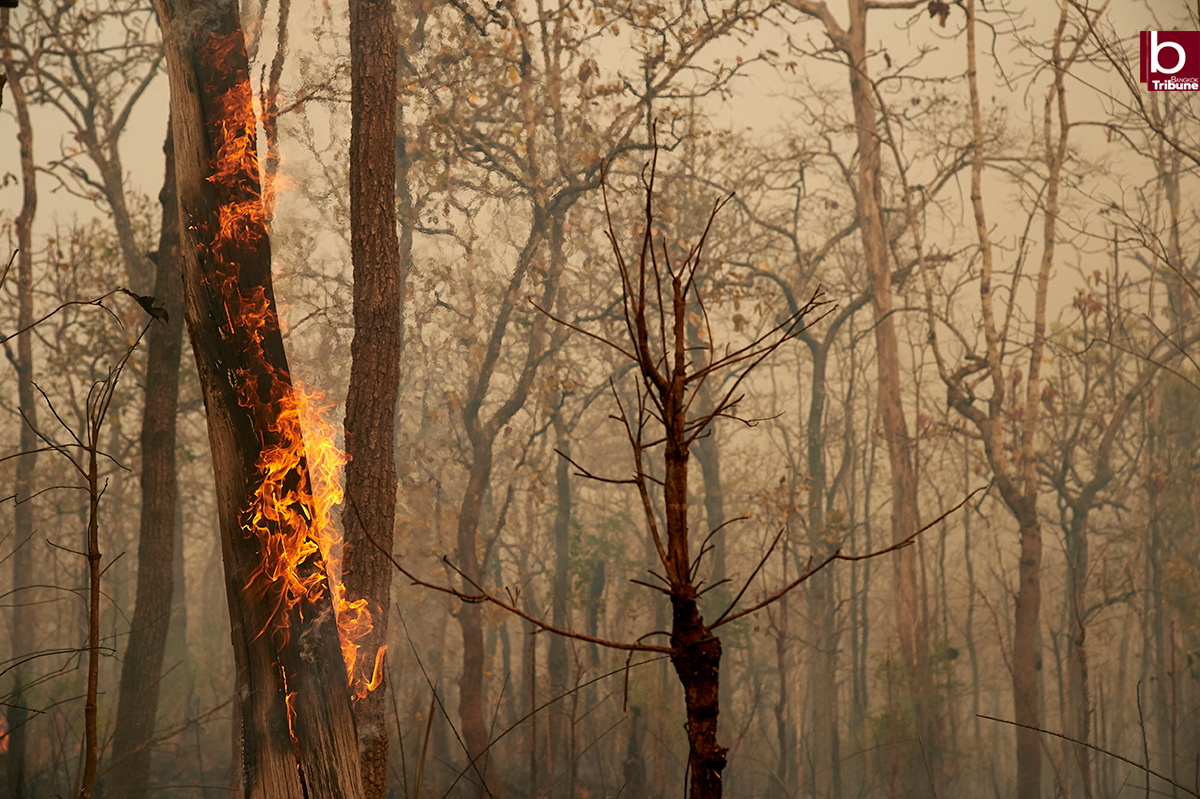 Long-Lasting Battles in the Northern Forests | Bangkok Tribune