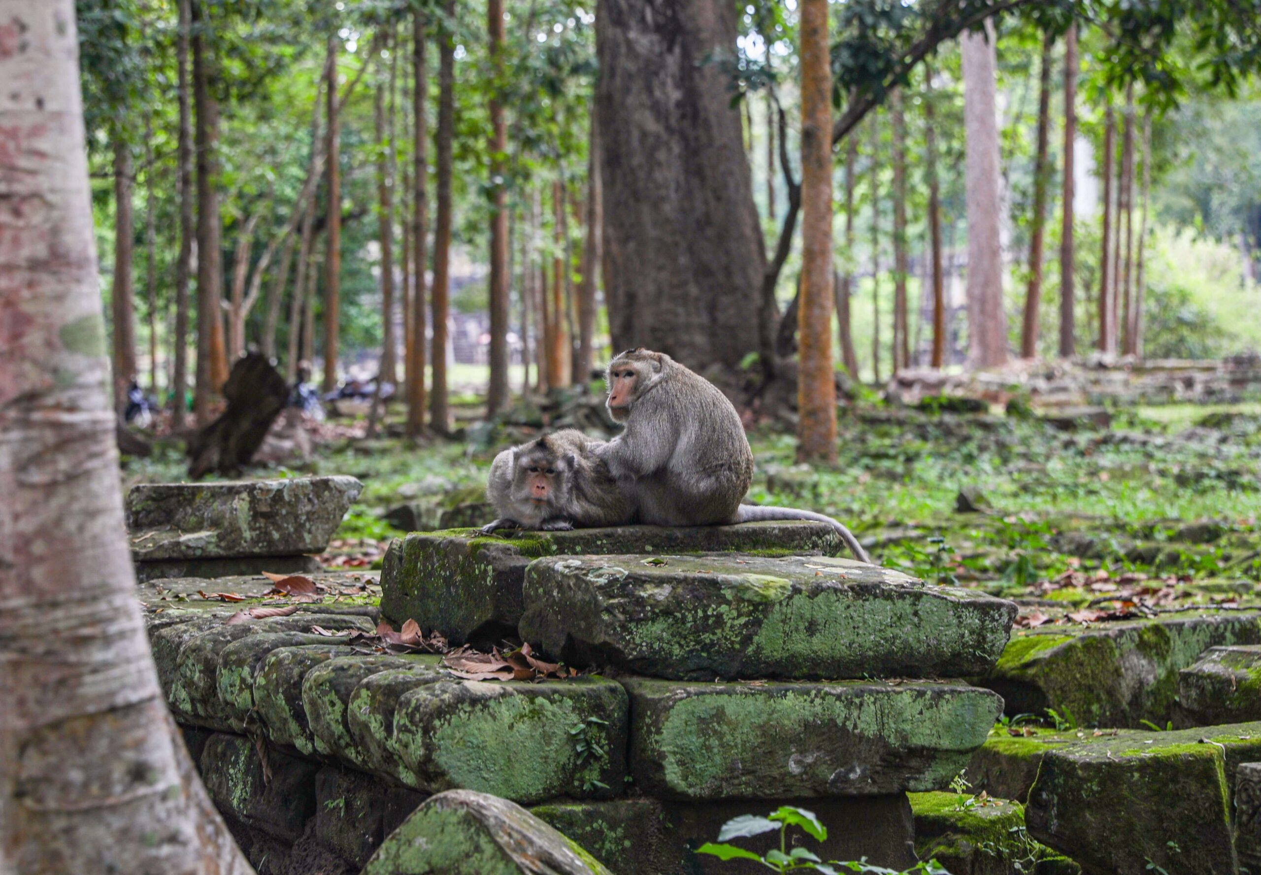 SPECIAL REPORT: Alleged corruption in Cambodia’s monkey farms taints ...