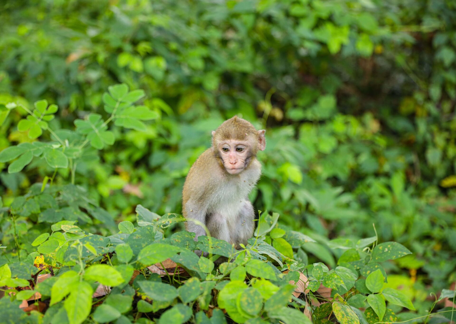 SPECIAL REPORT: Alleged corruption in Cambodia’s monkey farms taints ...