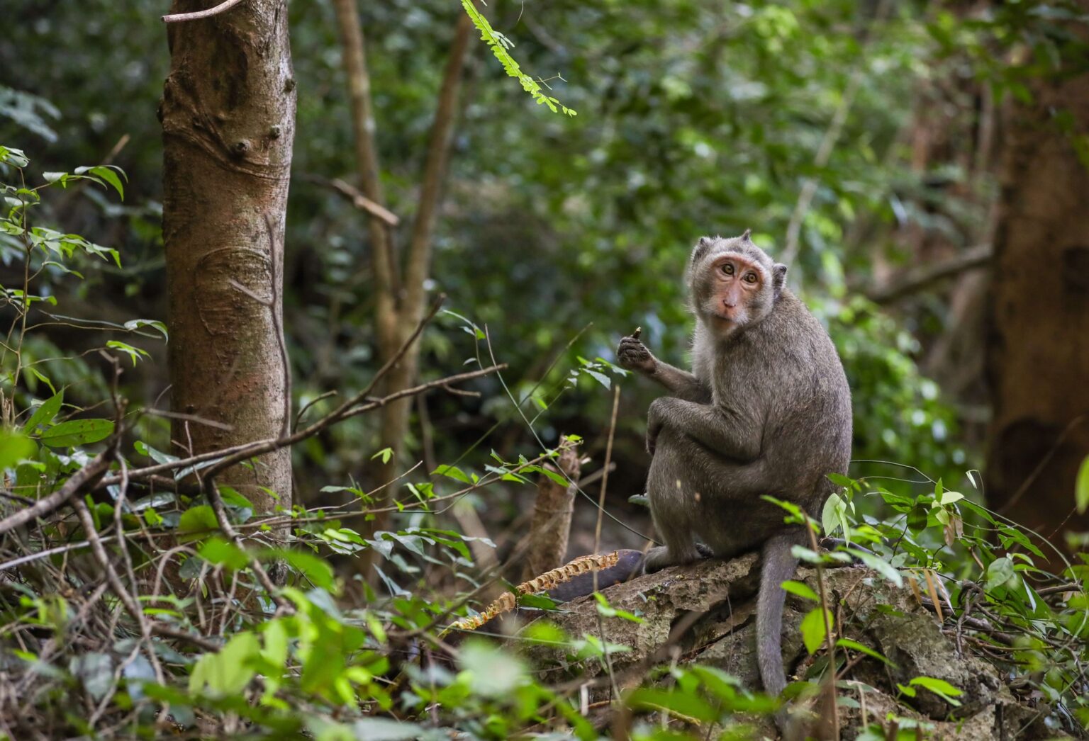 SPECIAL REPORT: Alleged corruption in Cambodia’s monkey farms taints ...
