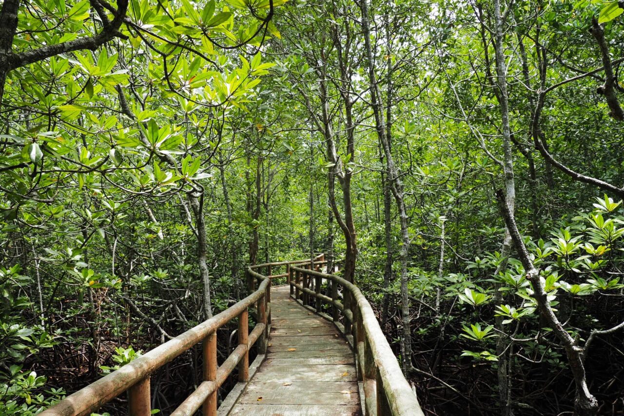 Turning the tide on mangrove deforestation | Bangkok Tribune