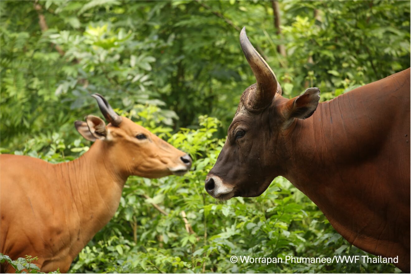 IN PICTURES: Beautiful Banteng…Iconic Rarity of Lowland Forests ...