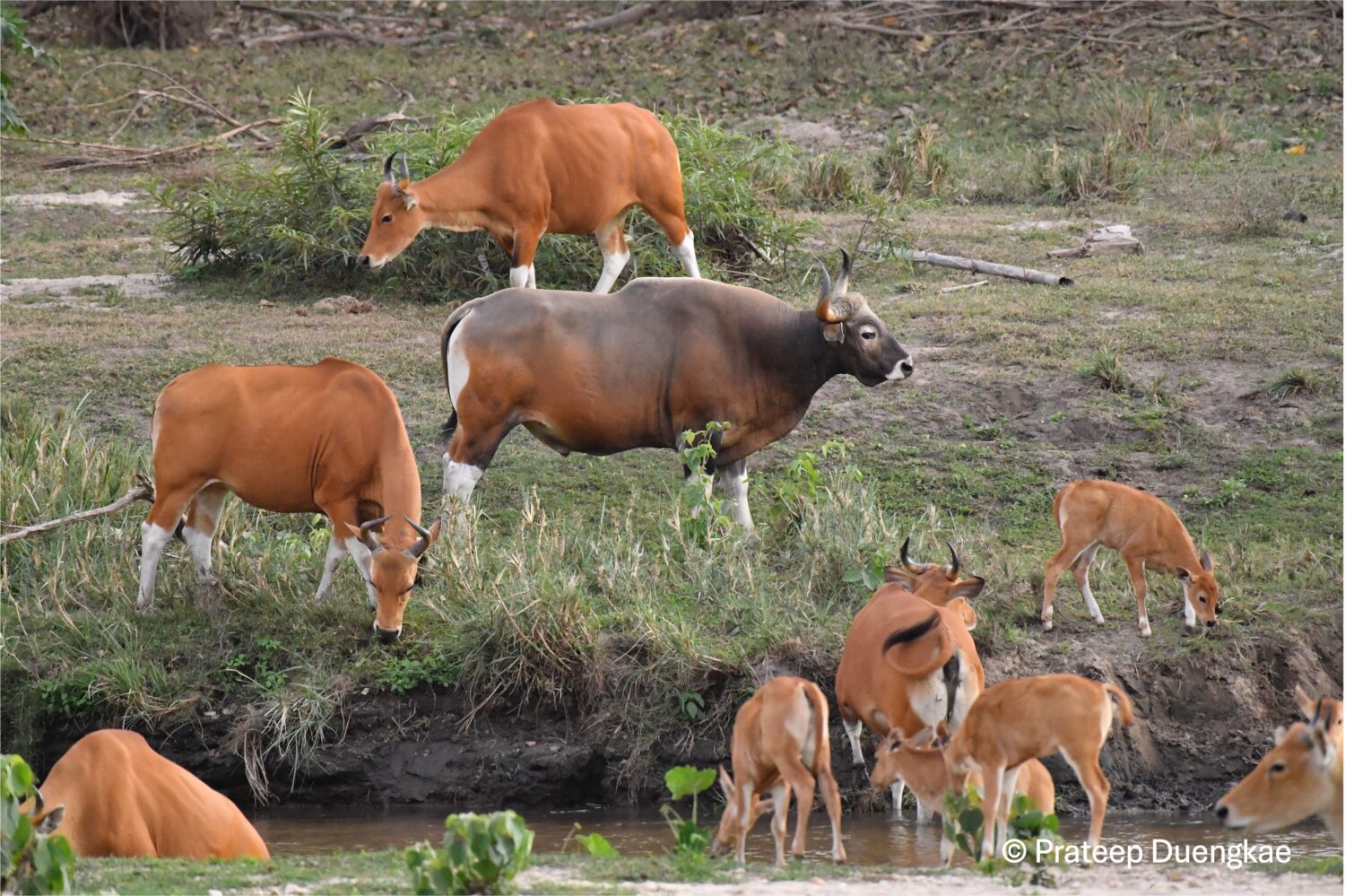 IN PICTURES: Beautiful Banteng…Iconic Rarity of Lowland Forests ...